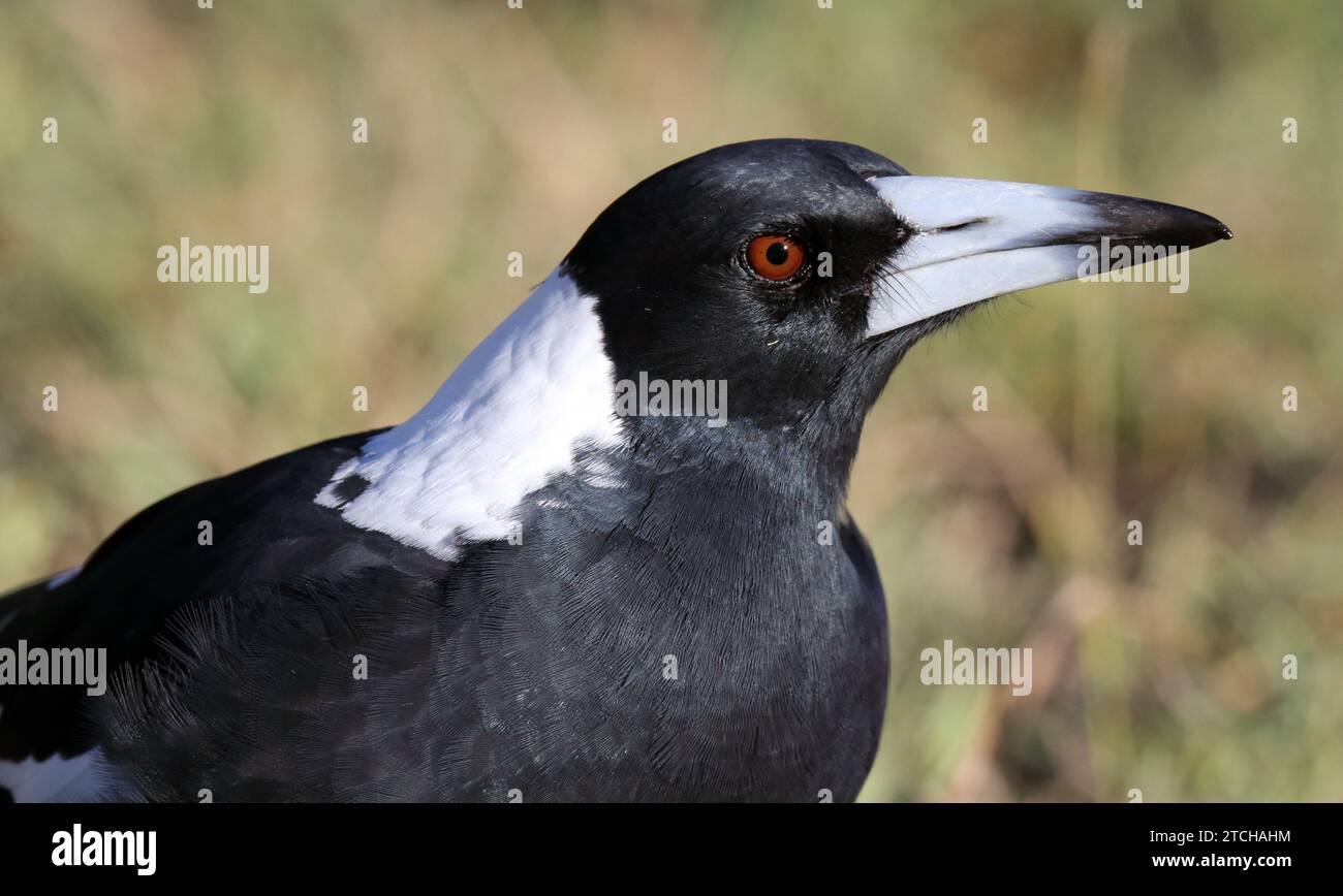 Black and white Australian magpie bird sitting on the grass Stock Photo ...