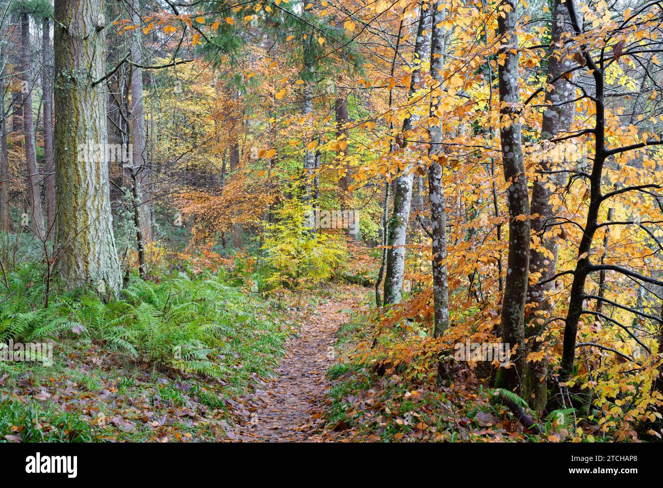 Footpath through autumn beech trees at Randolph's Leap. Morayshire ...