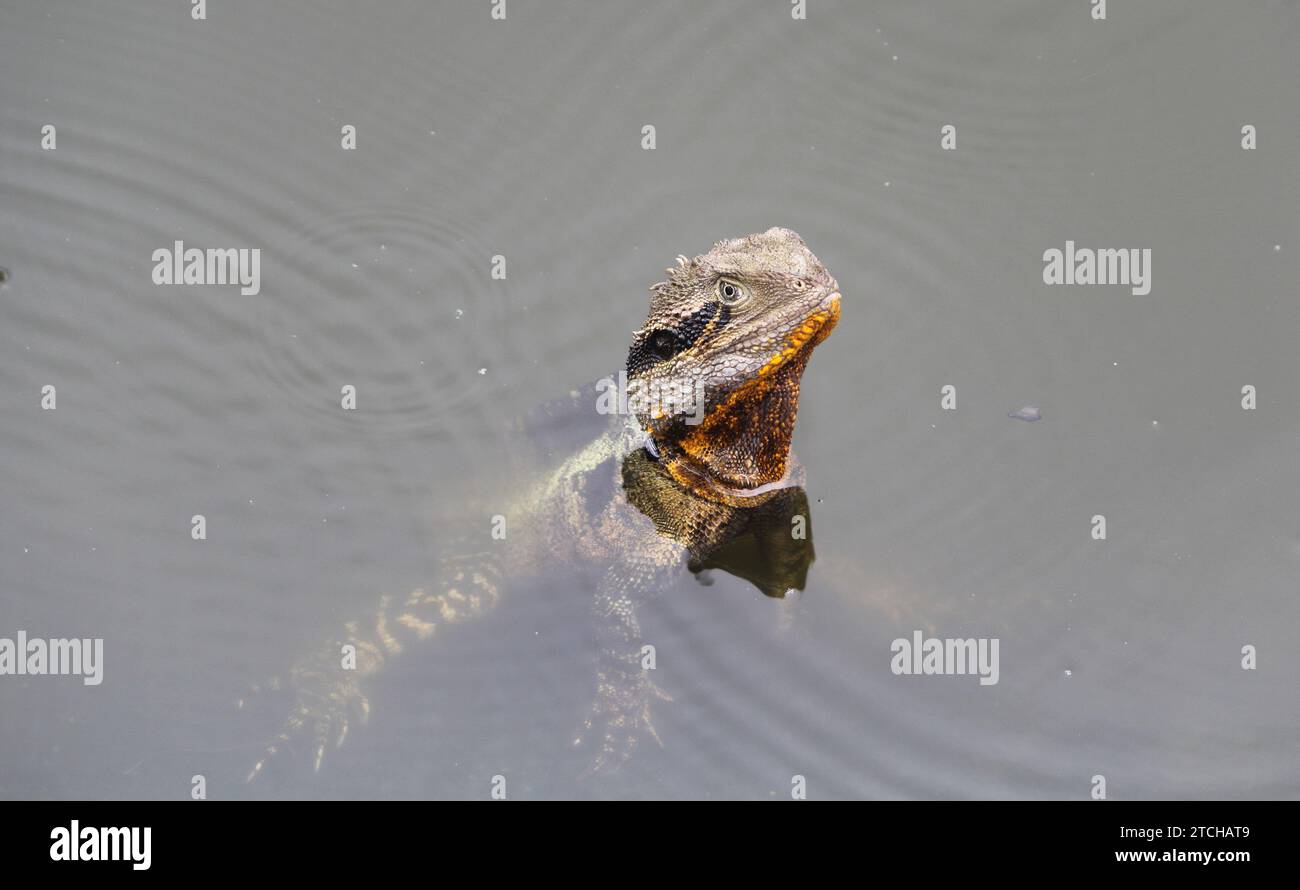 Pond reptile hi-res stock photography and images - Alamy
