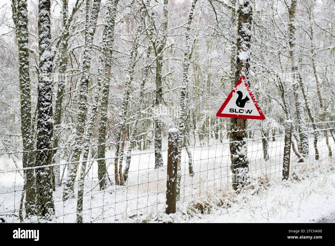 Red Squirrel warning sign on snowy trees. Grantown on Spey, Highlands ...