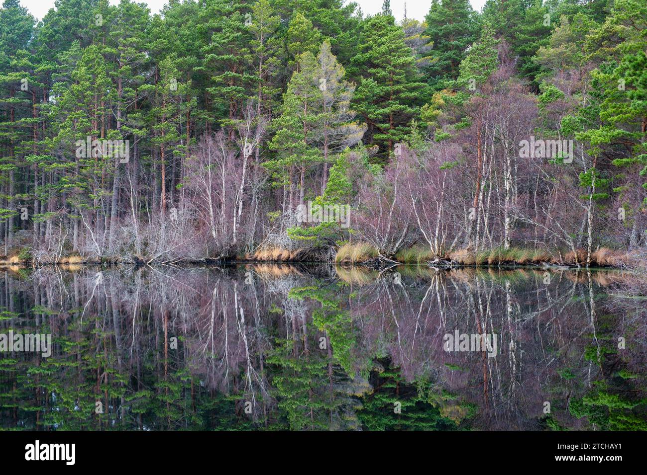Conifers reflected in the water hi-res stock photography and images - Alamy