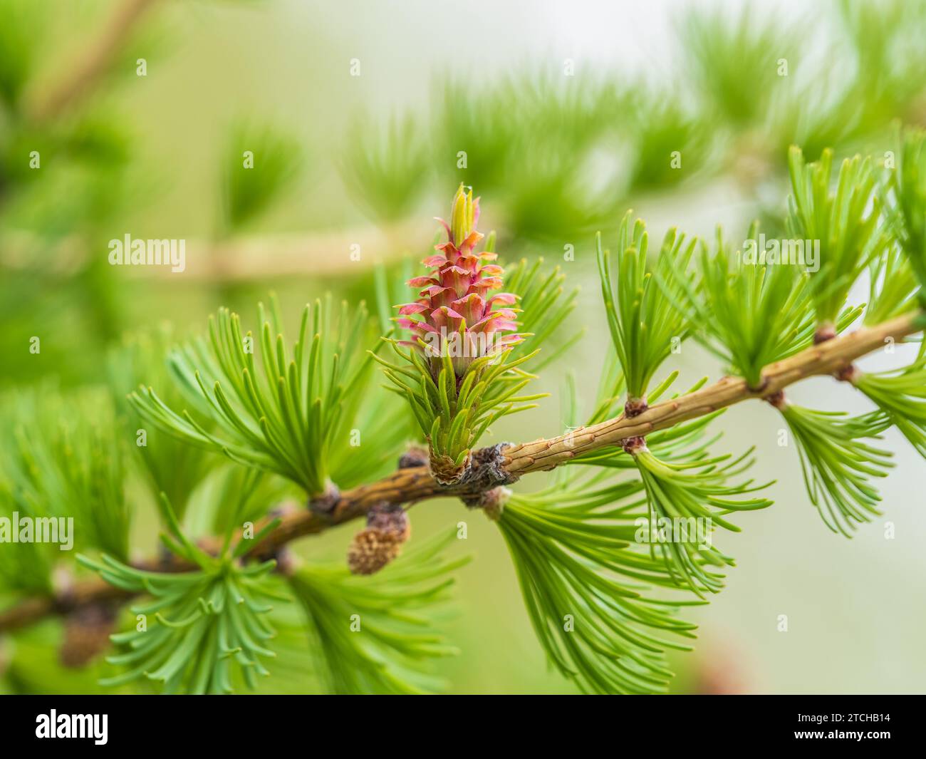 Larch tree fresh pink cones blossom at spring on nature background ...