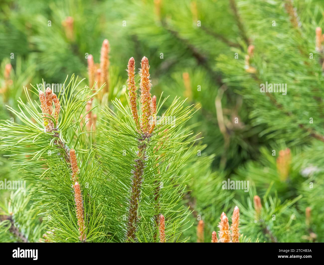 Green small pine trees with fresh shoots in spring or summer. Dense ...