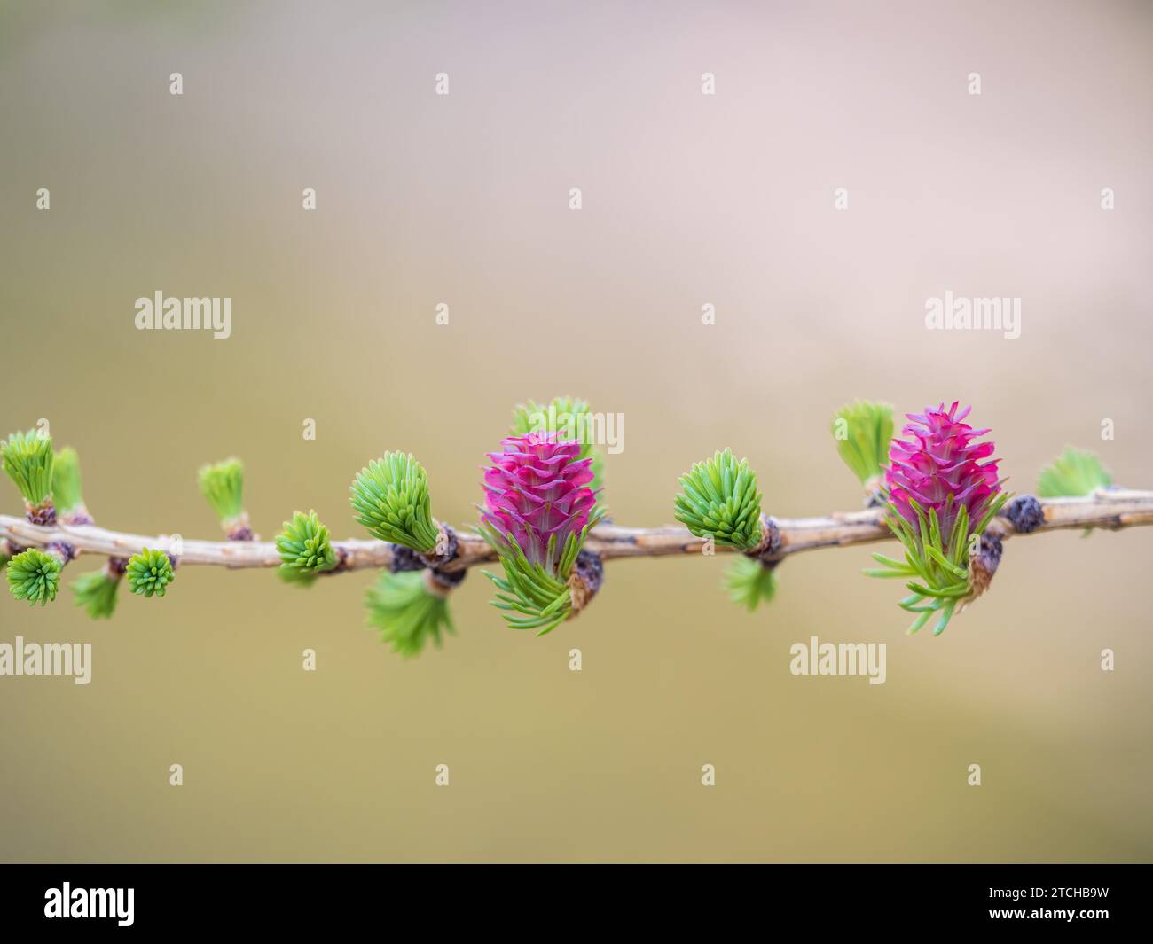 Larch tree fresh pink cones blossom at spring on nature background ...