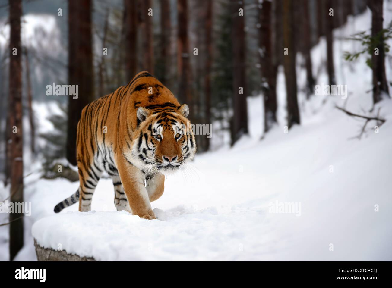 Closeup Adult Tiger in cold time. Tiger snow in wild winter nature ...