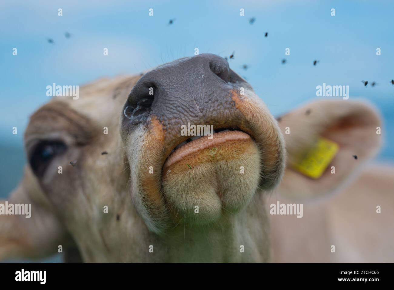 Funny farm animals. Crazy cow. Mad cow is fun. Close up cows in a ...