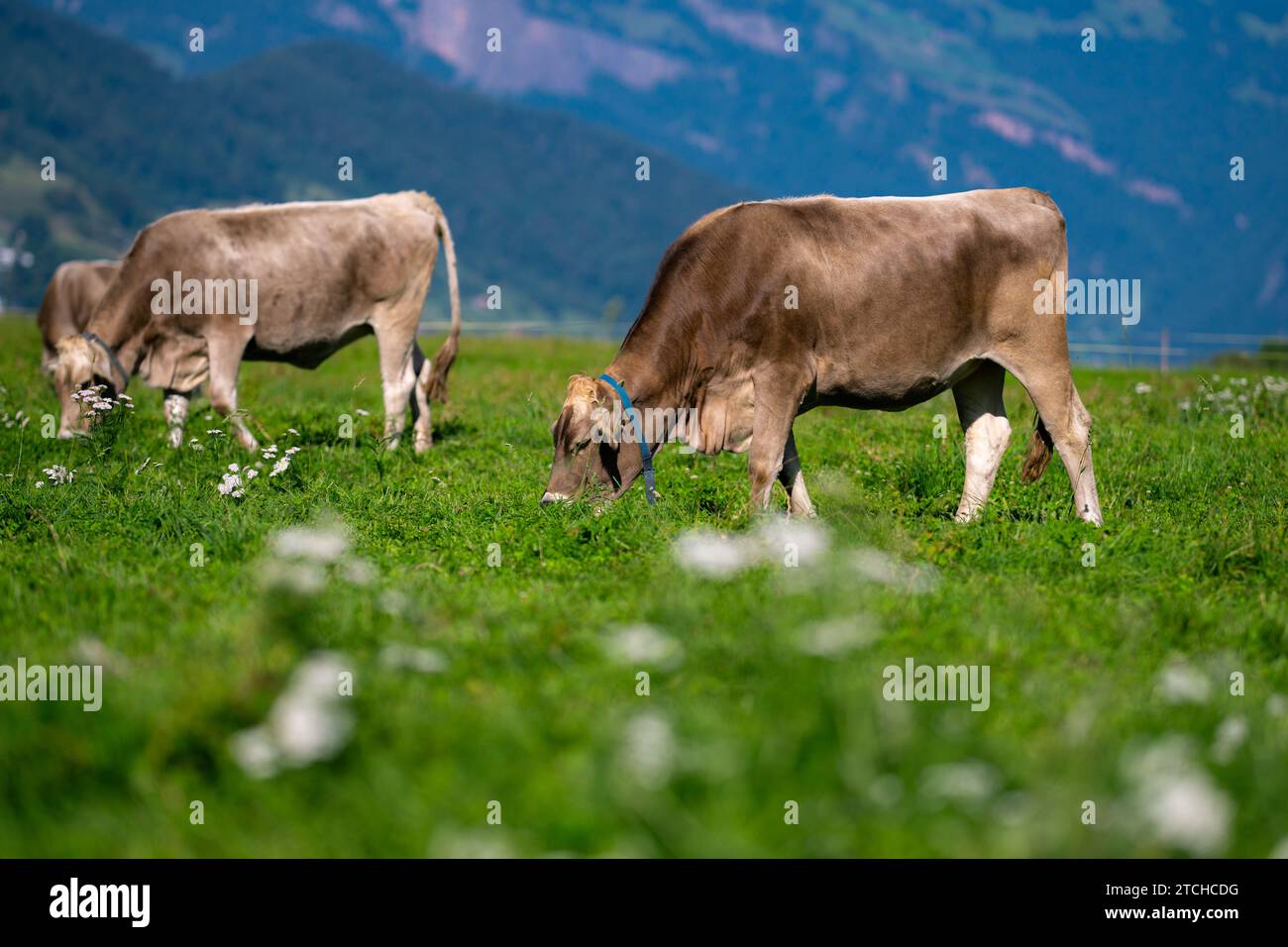 Cow in alpine meadow. Beefmaster cattle in green field. Cow in meadow ...