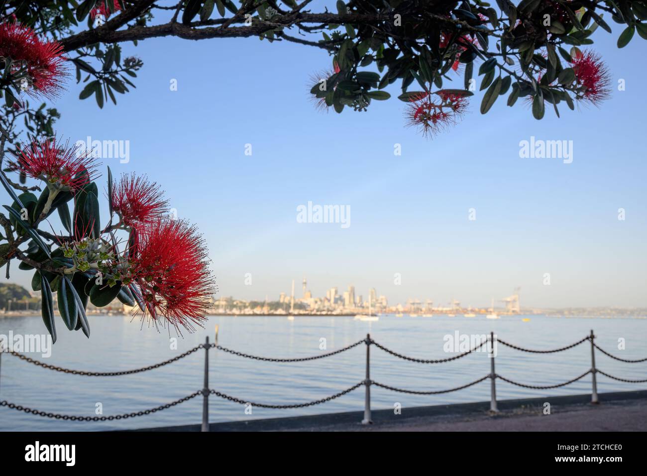 Out-of-focus Sky Tower and skyline framed by red Pohutukawa blooms. New ...