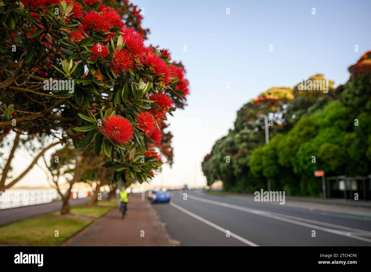 Pohutukawa blooms along the Tamaki Drive, unrecognizable people cycling ...