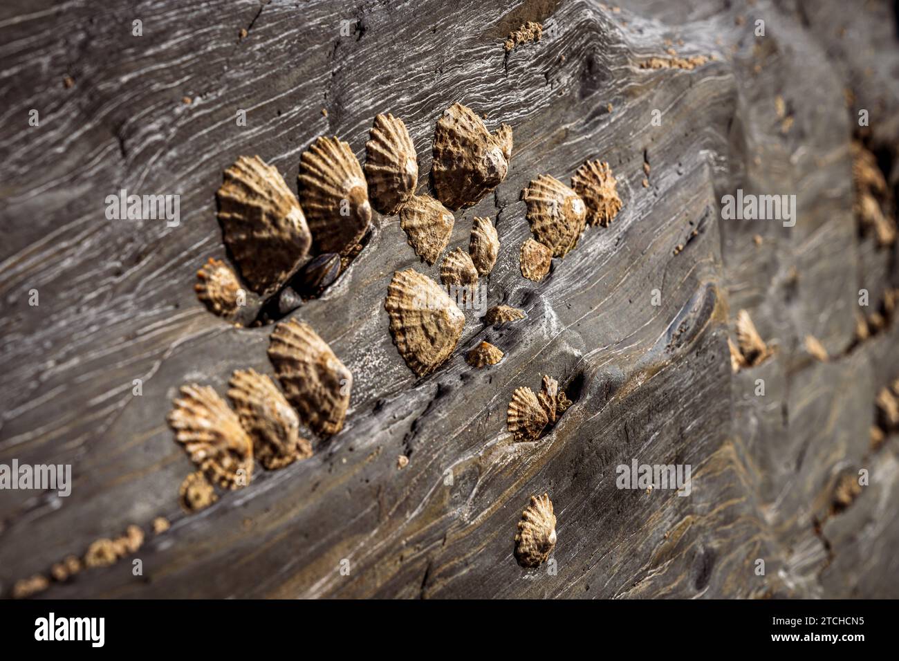 Shells stuck to a stone on the beach Stock Photo - Alamy