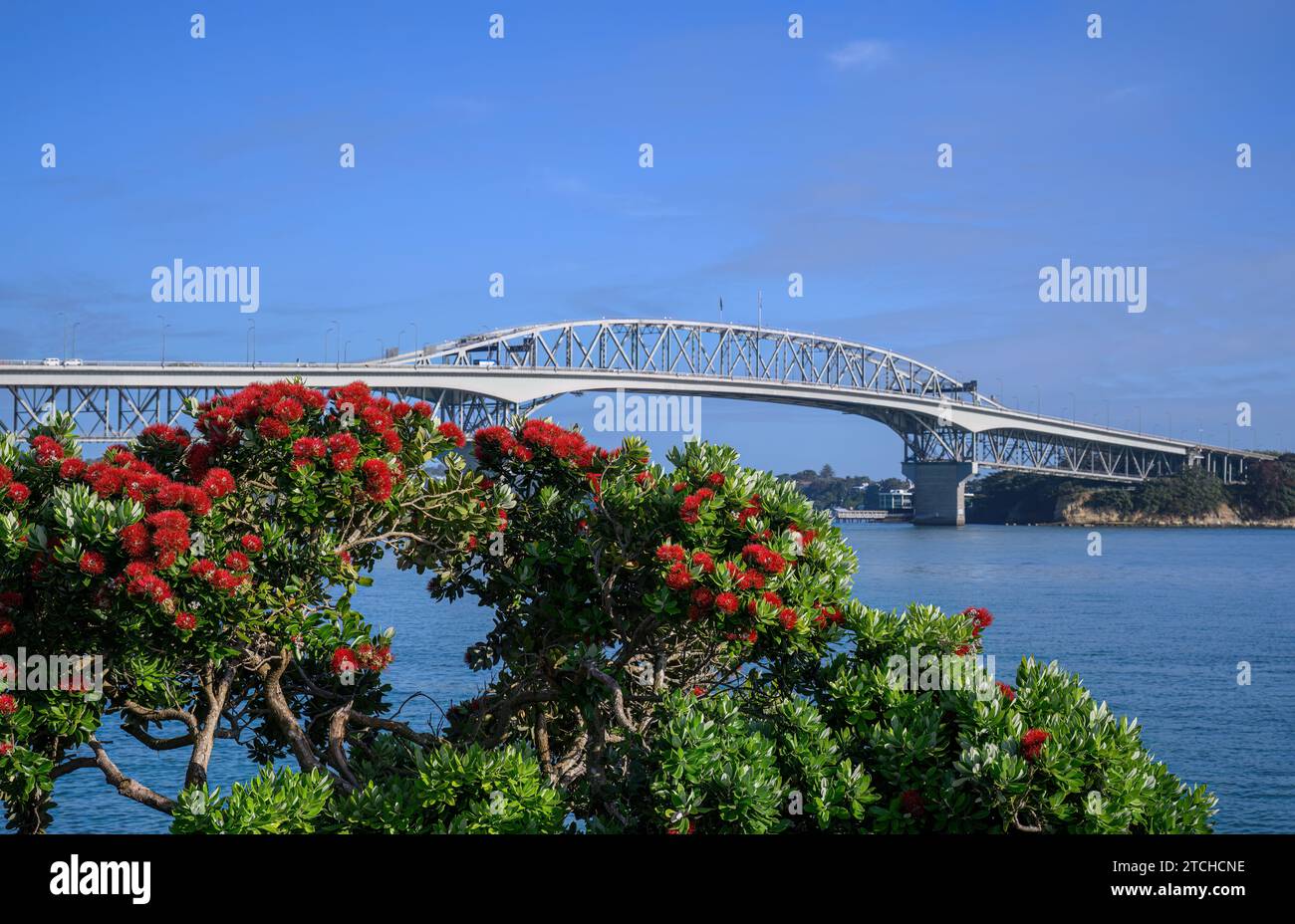 New zealand pohutukawa trees hi-res stock photography and images - Alamy