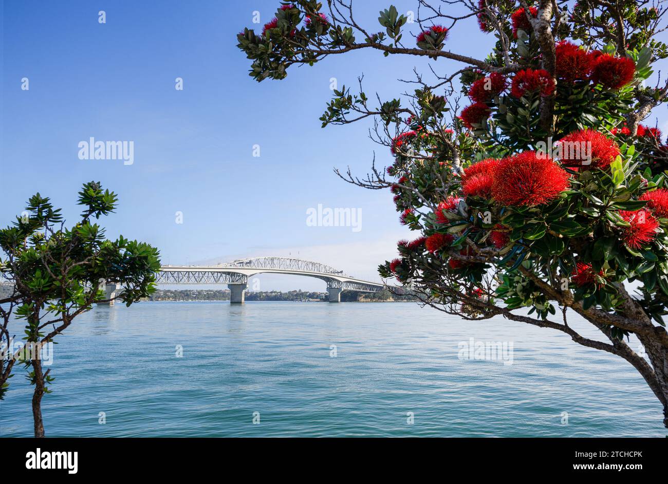 Auckland Harbour Bridge framed by red Pohutukawa blooms. New Zealand ...
