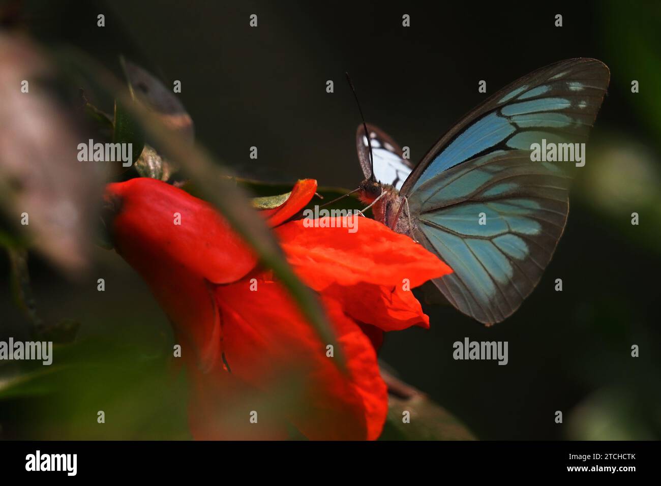 Common butterfly in india hi-res stock photography and images - Alamy