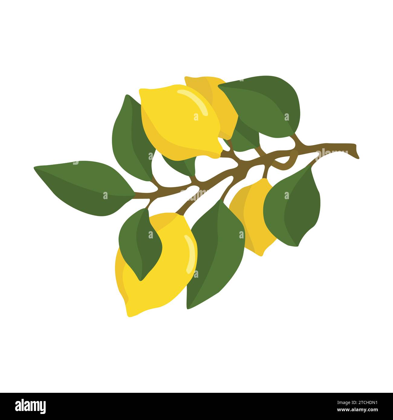 A lemon sprig with lemon fruits in a flat style. Vector illustration ...