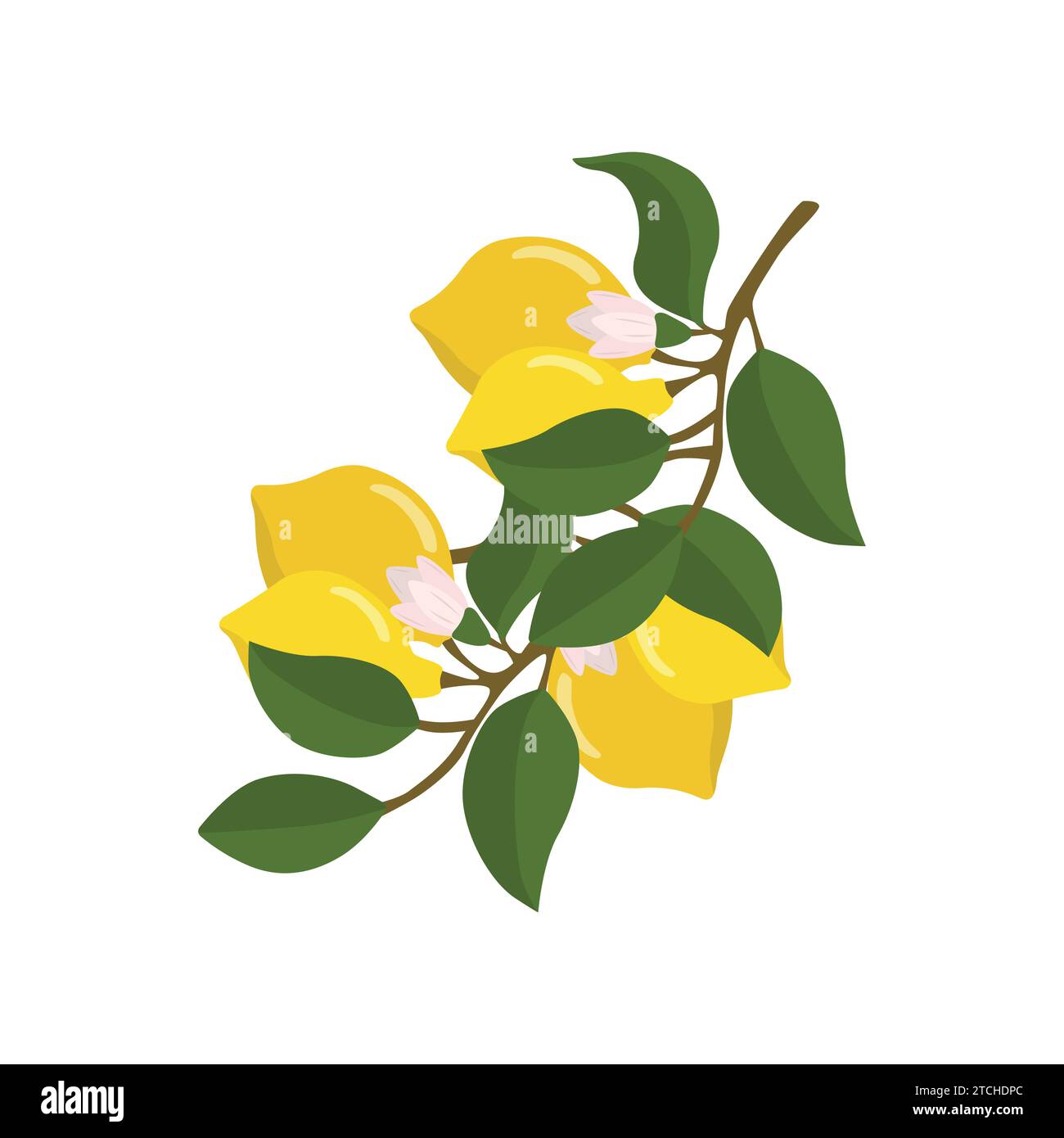 A lemon sprig with lemon fruits in a flat style. Vector illustration ...