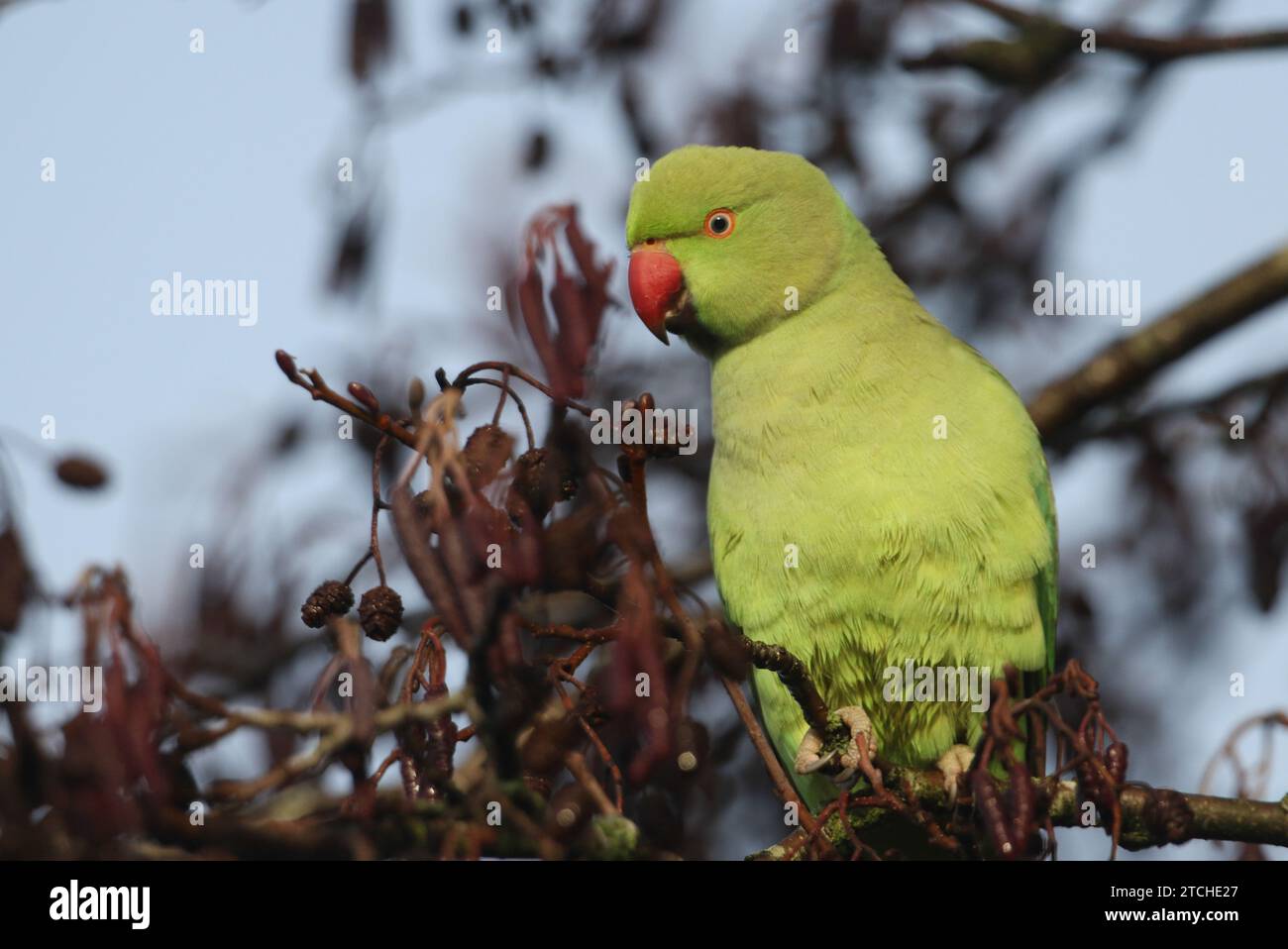 A wild Ring-necked Parakeet, Psittacula krameri, feeding on the fruits ...