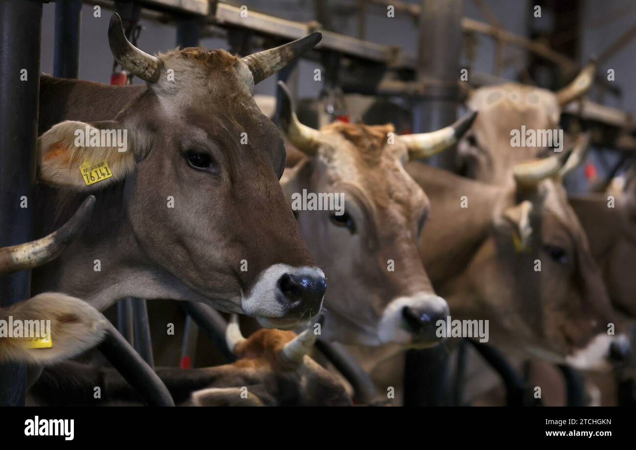 Immenstadt, Germany. 13th Nov, 2023. Cows on a farm in a stall for ...