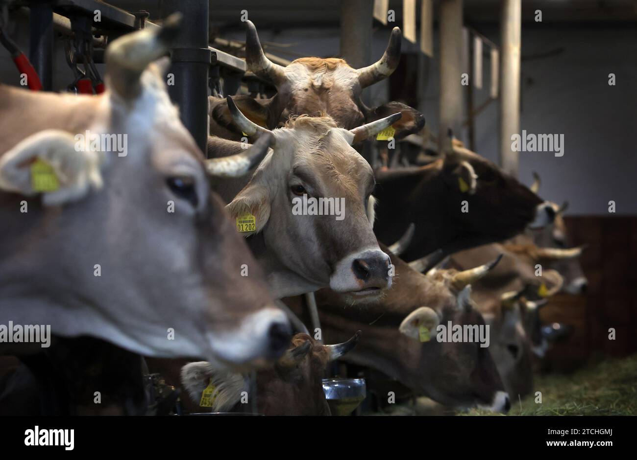 Immenstadt, Germany. 13th Nov, 2023. Cows on a farm in a stall for ...