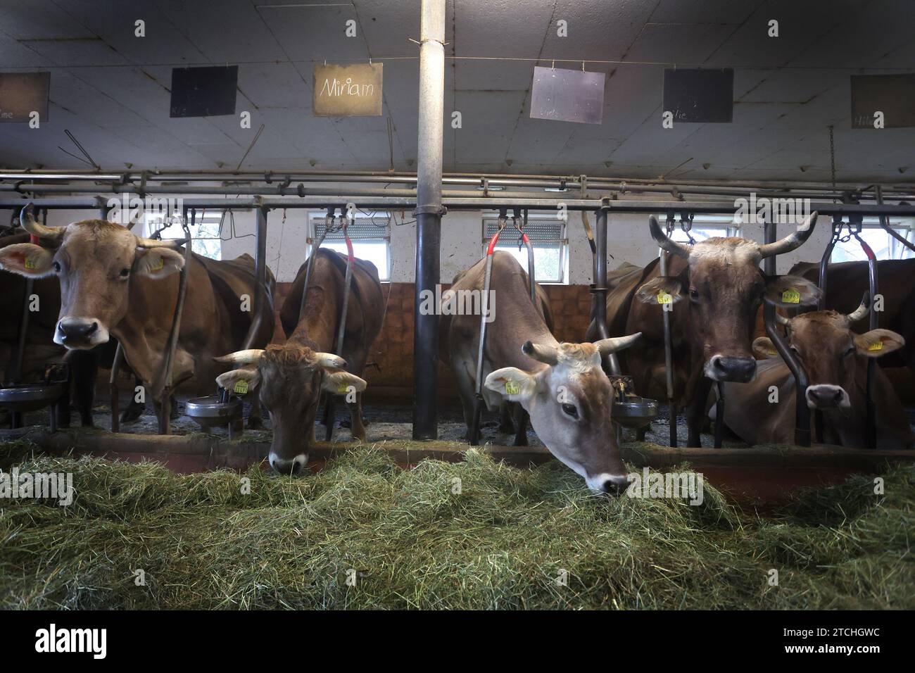 Loose housing barn hi-res stock photography and images - Alamy
