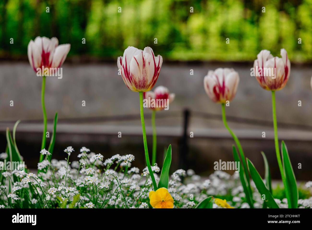 An idyllic outdoor scene featuring a tulip flowers and a lush potted ...