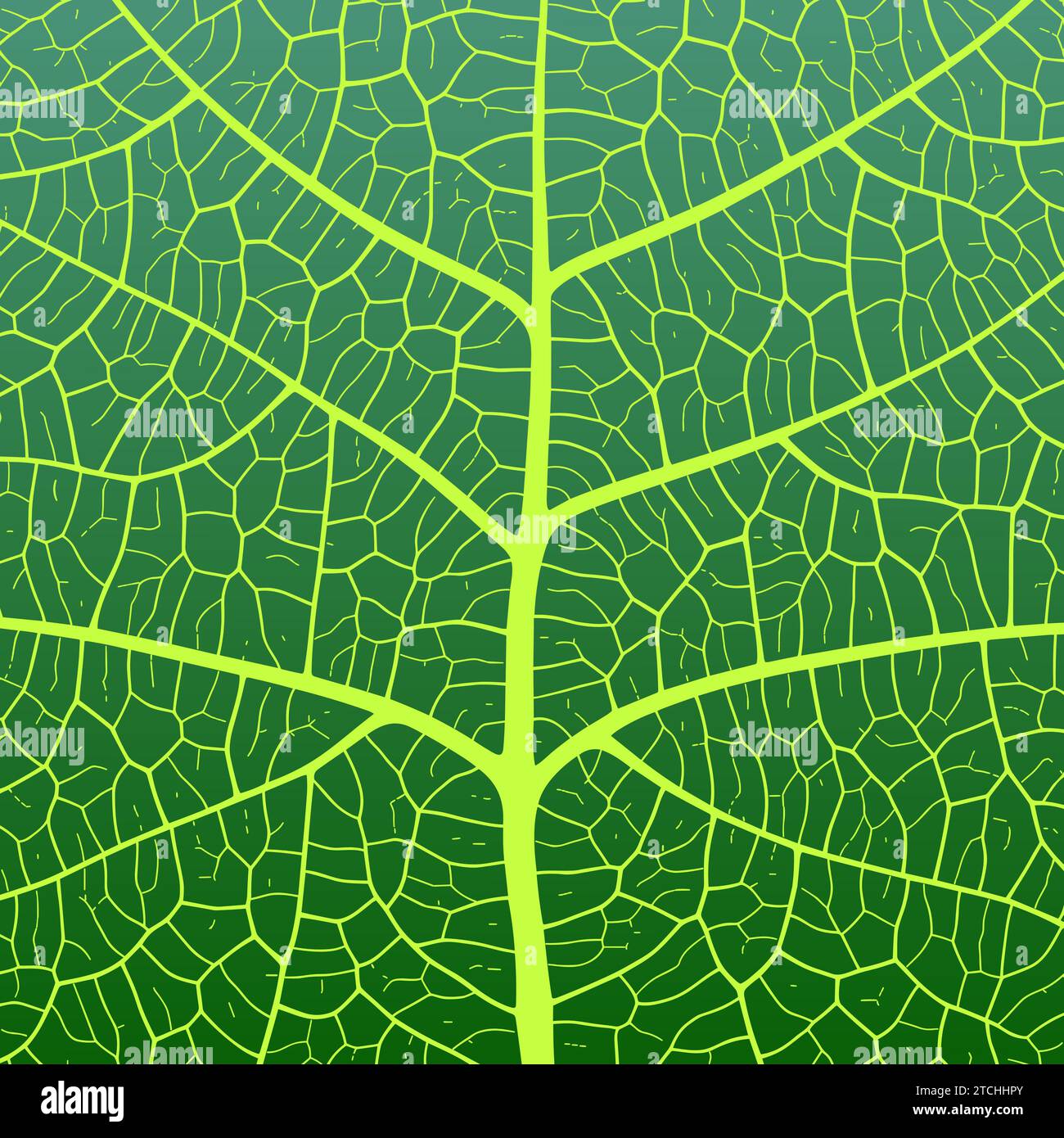 Leaf vein texture abstract background with close up plant leaf cells ...
