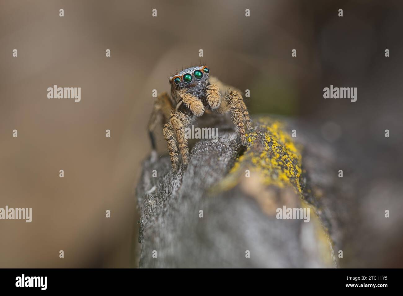 An undescribed new species of Peacock Spider (Maratus) from the SW of ...