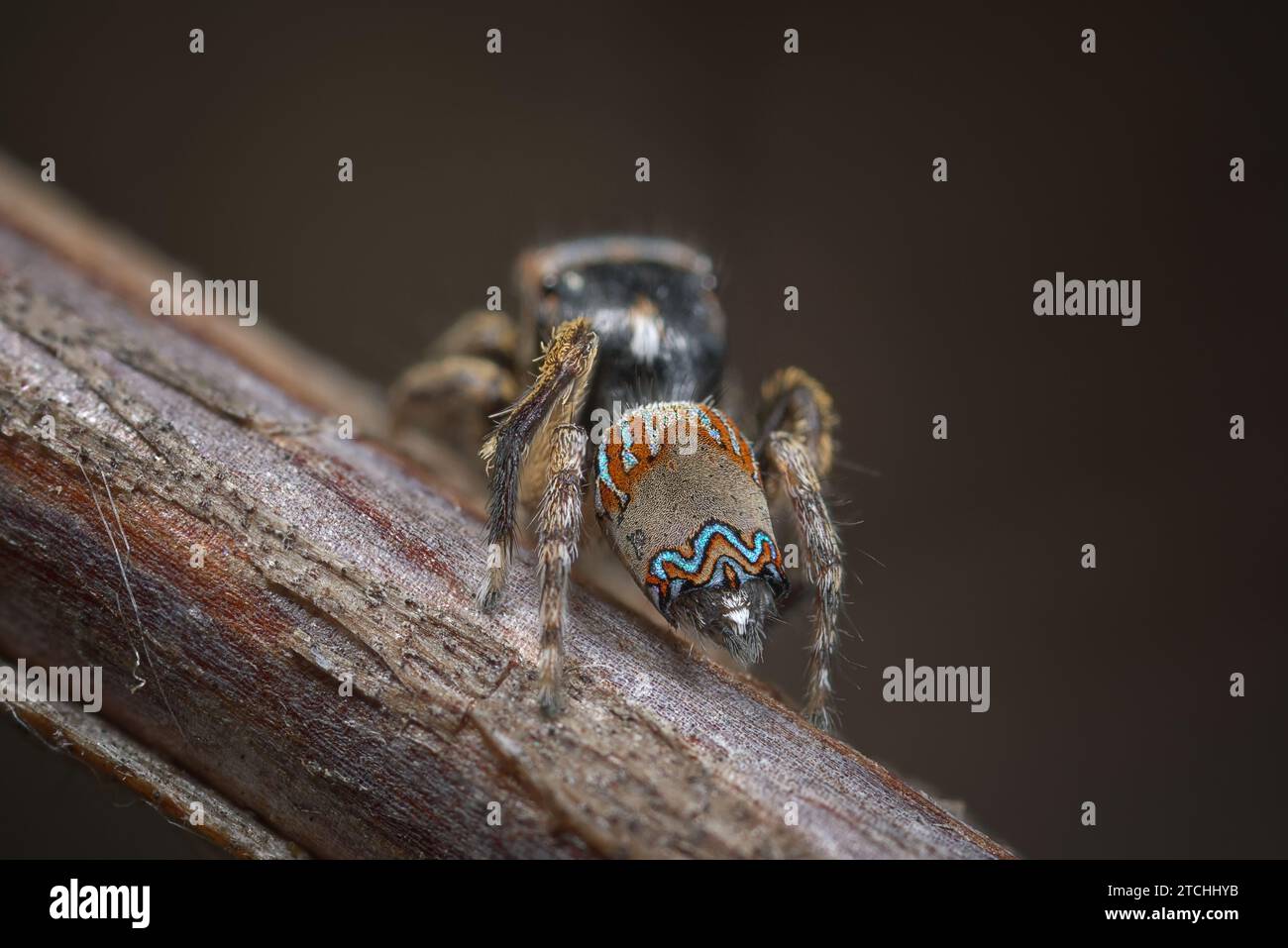 An undescribed new species of Peacock Spider (Maratus) from the SW of ...