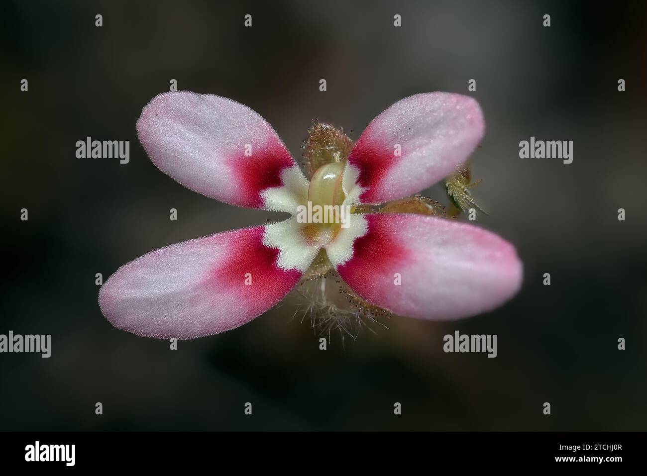 Matted Triggerplant, Stylidium repens Stock Photo - Alamy