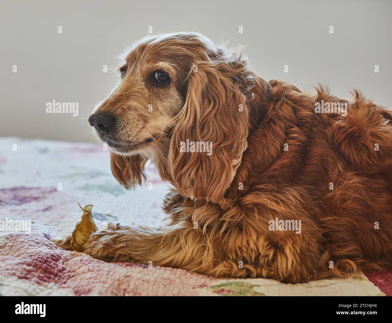 Adorable Red Cocker Spaniel Dog Eating a Pig's Ear While Lying on a Bed ...