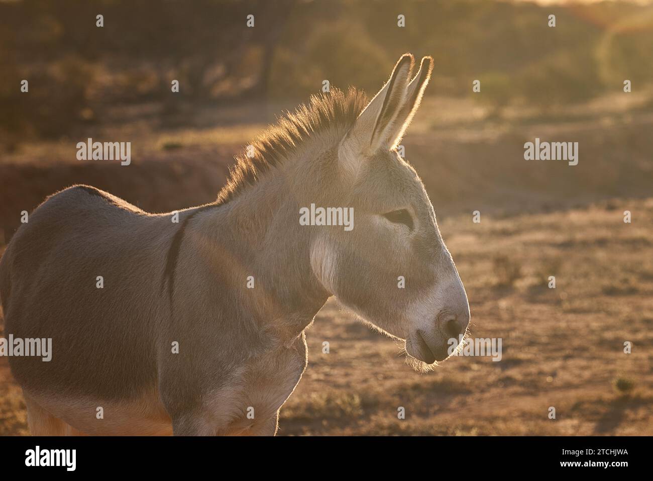 Animal farm sunset hi-res stock photography and images - Alamy