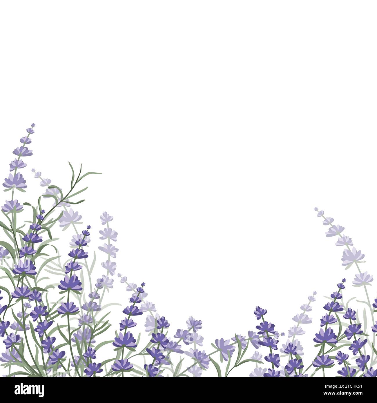 Floral purple-lavender border made of lavender flowers and leaves, for ...