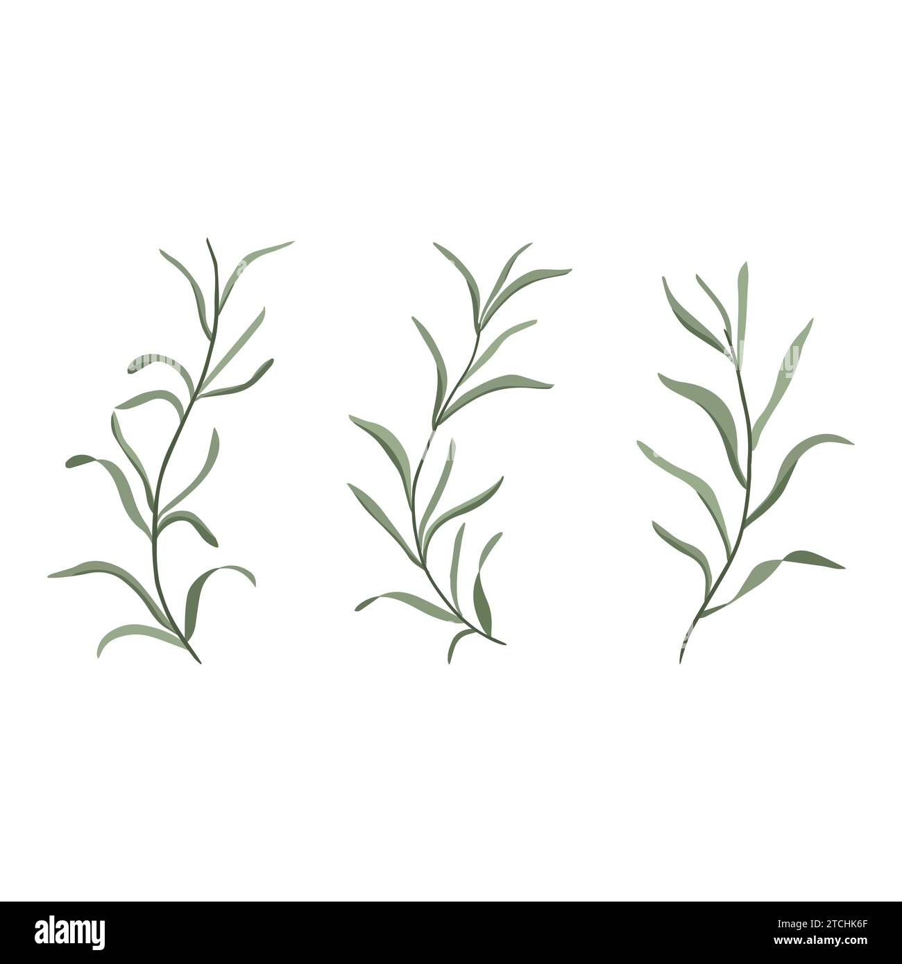 A set of lavender leaves for your design on a white background vector ...