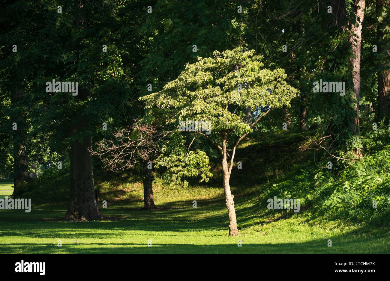 Earthwork enclosures hi-res stock photography and images - Alamy