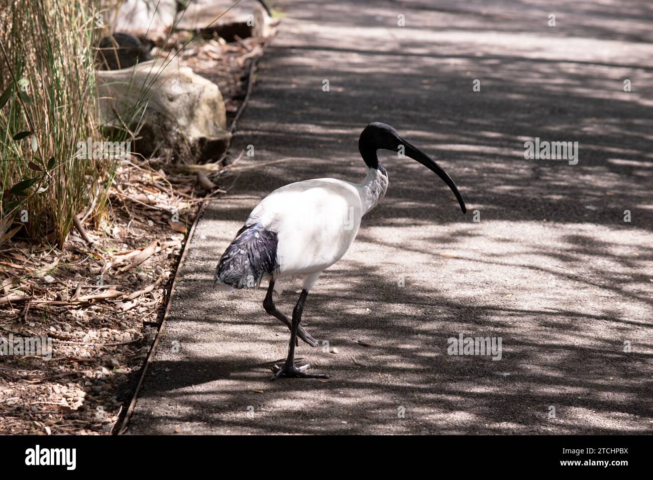 The Australian White Ibis is characterised by having predominantly ...