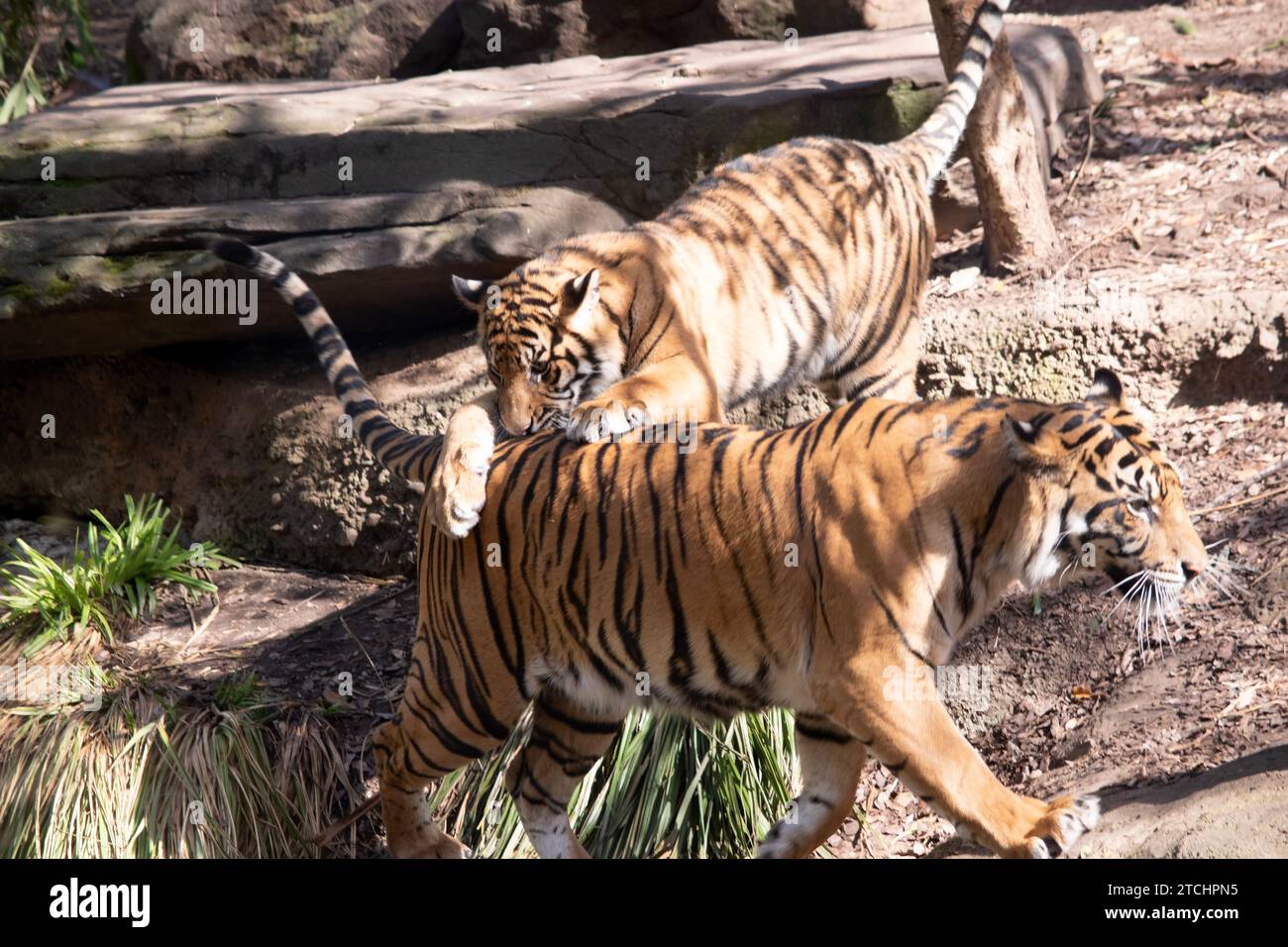 Young tigers have a coat of golden fur with dark stripes, the tiger is ...