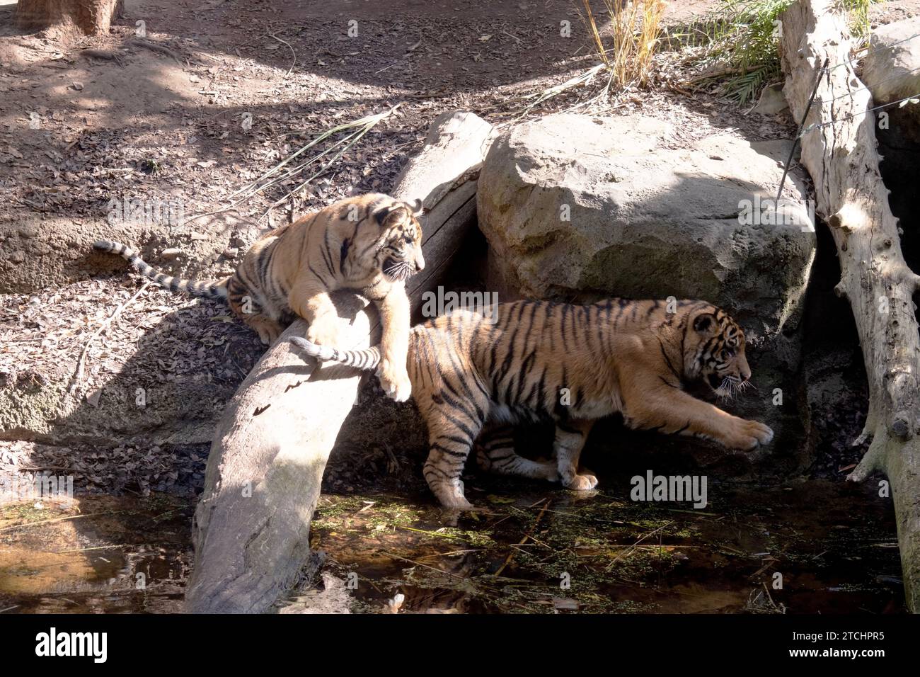 Young tigers have a coat of golden fur with dark stripes, the tiger is ...