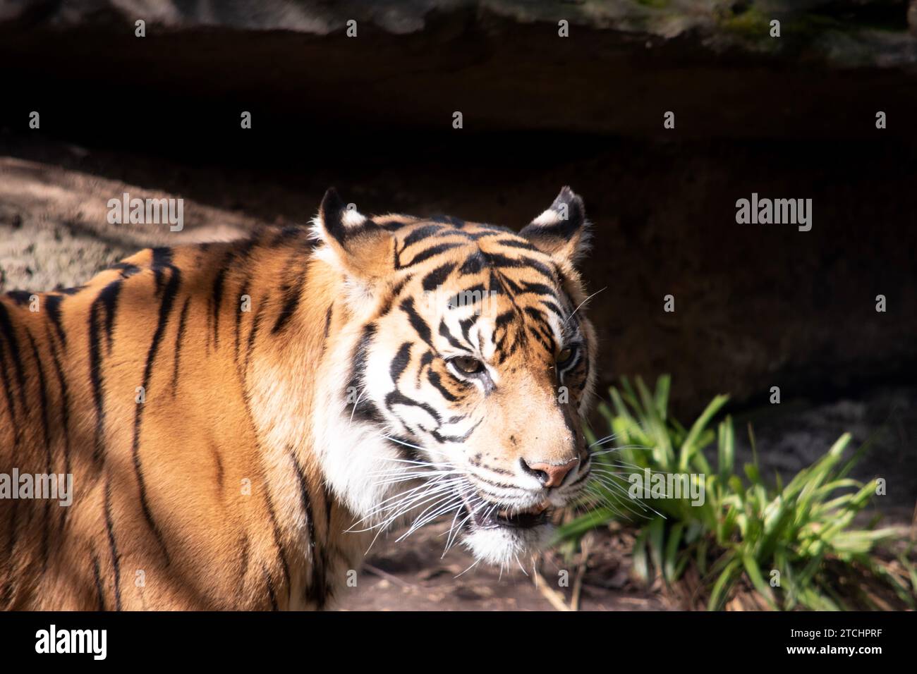 Young tigers have a coat of golden fur with dark stripes, the tiger is ...
