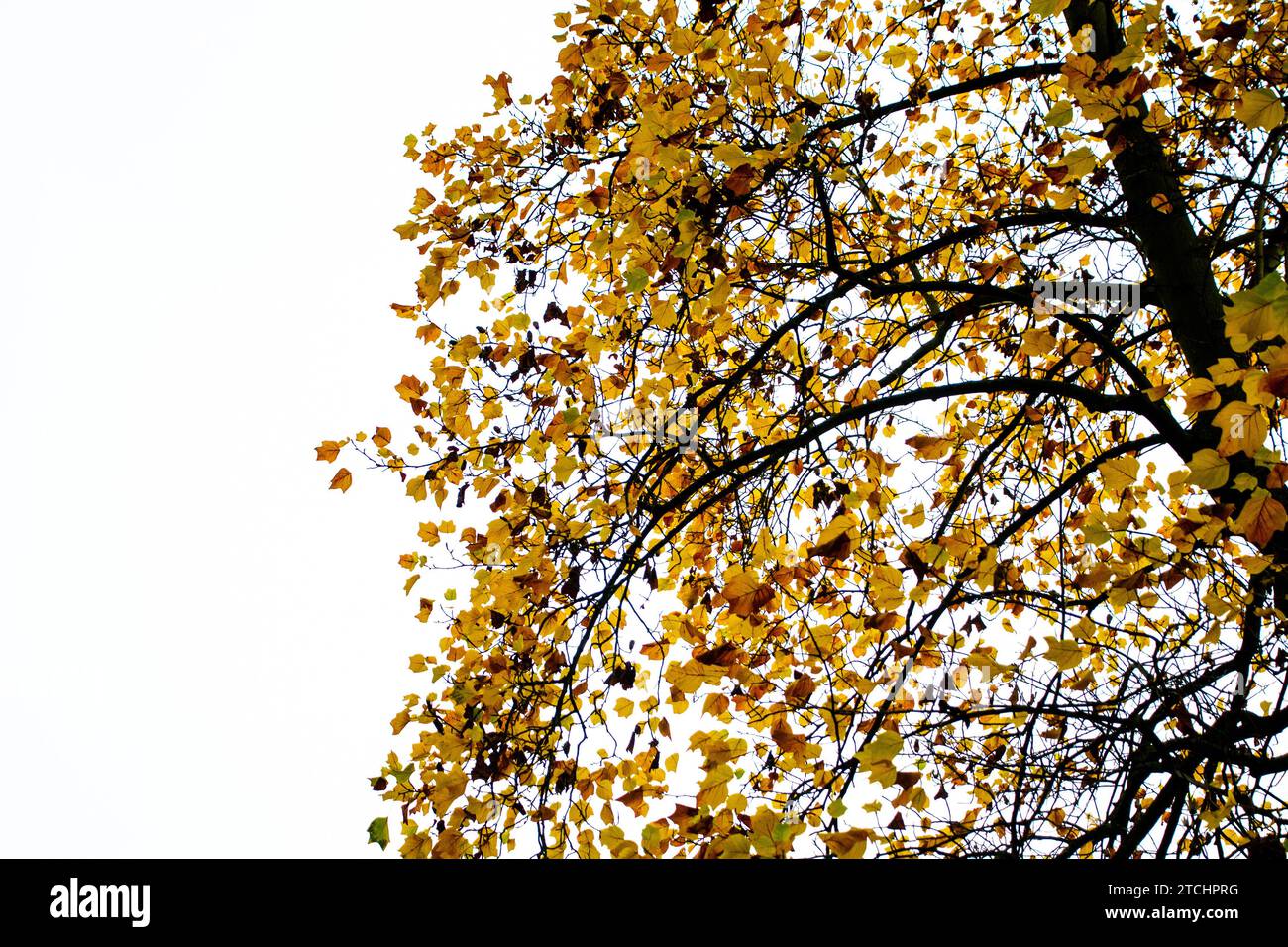 Shedding tree shedding leaves hi-res stock photography and images - Alamy