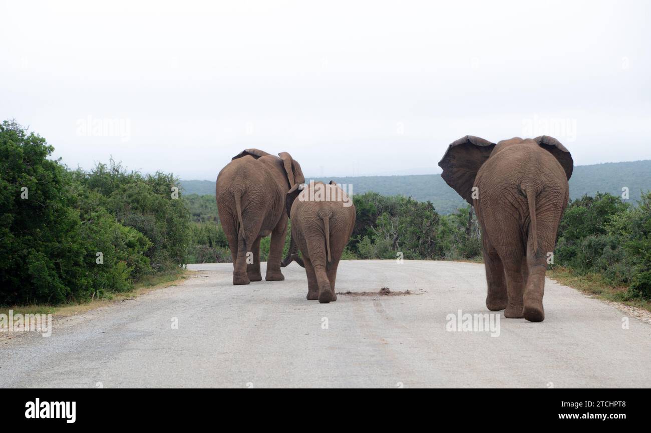 Elephants walking down the road hi-res stock photography and images - Alamy
