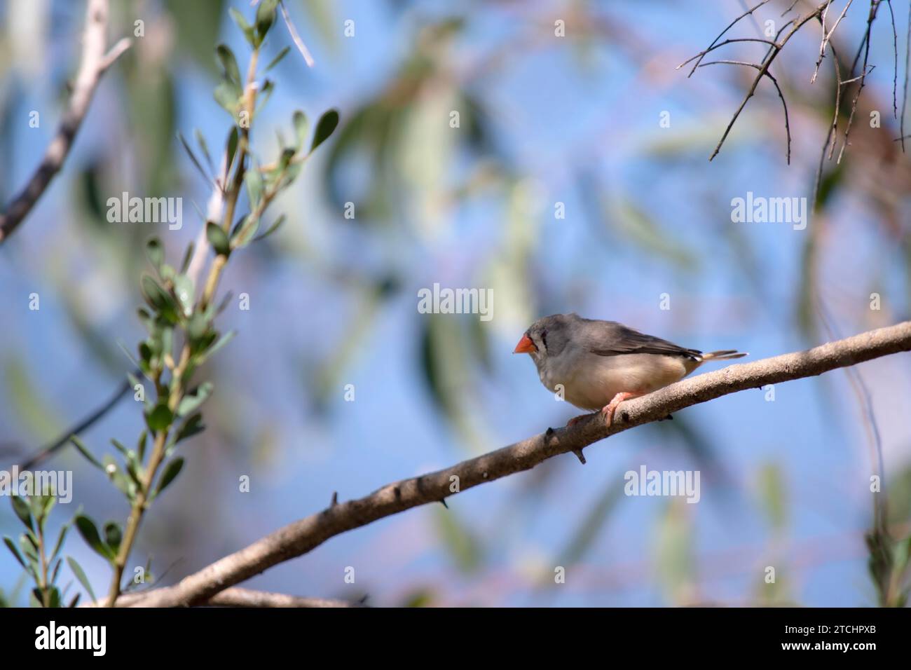 the female finch has a grey body with a white under belly with a black ...