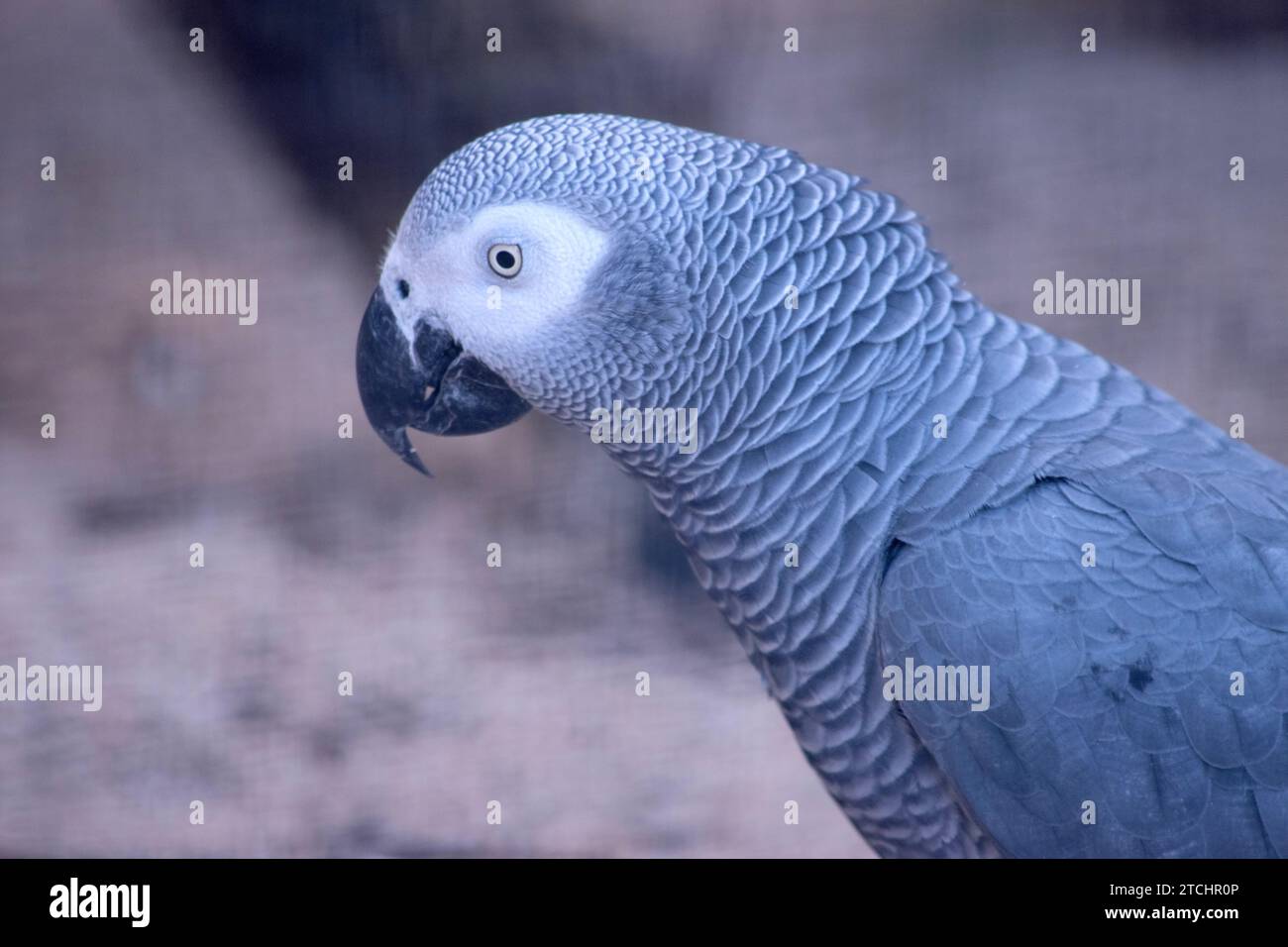 the african grey parrot has a white eye surround, black beak and grey ...