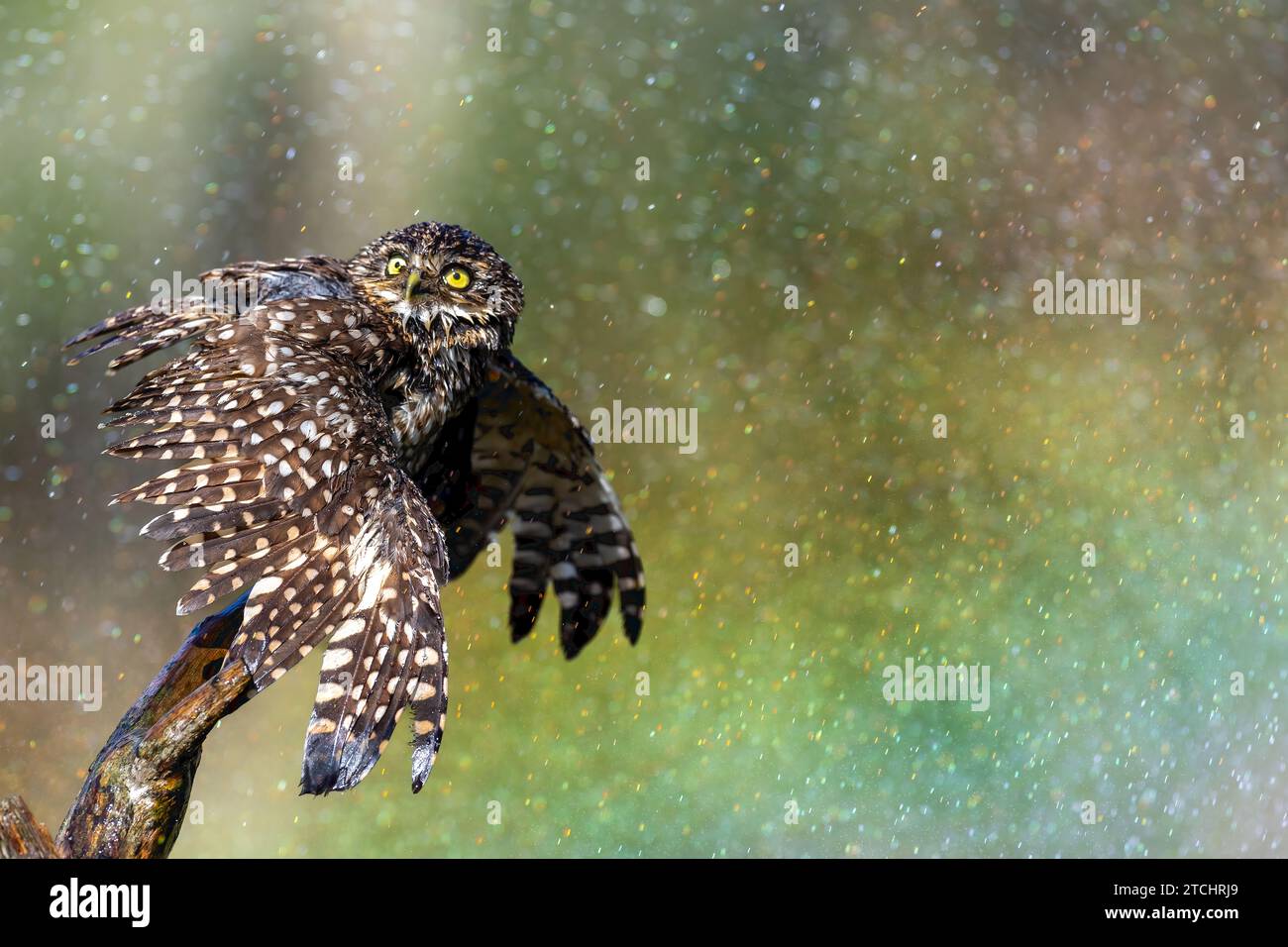 Rainy night owl hi-res stock photography and images - Alamy