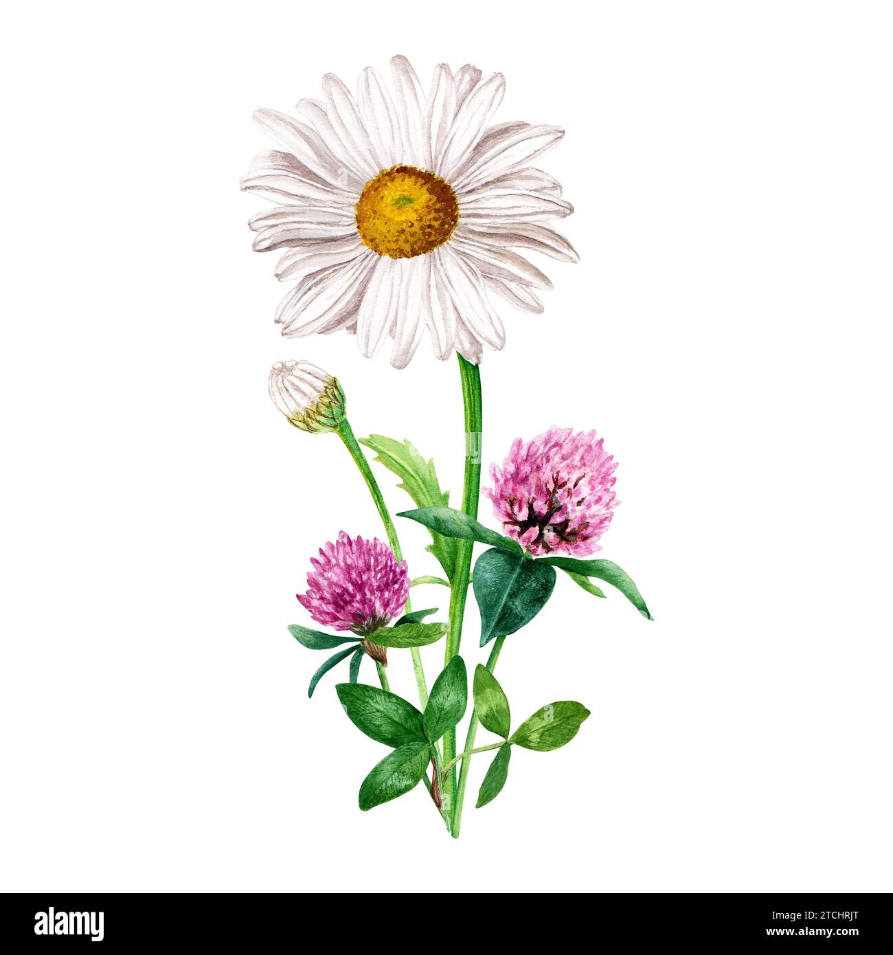 White daisy flower illustration on hi-res stock photography and images ...