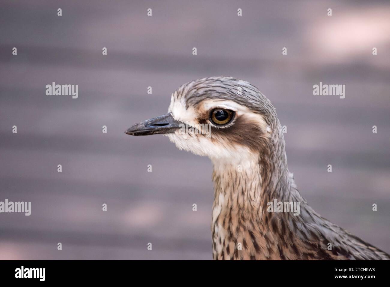 The bush stone curlew has grey-brown feathers with black streaks, a ...