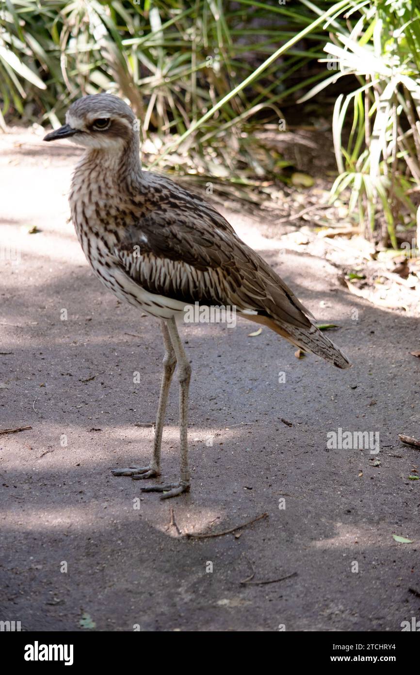 The bush stone curlew has grey-brown feathers with black streaks, a ...