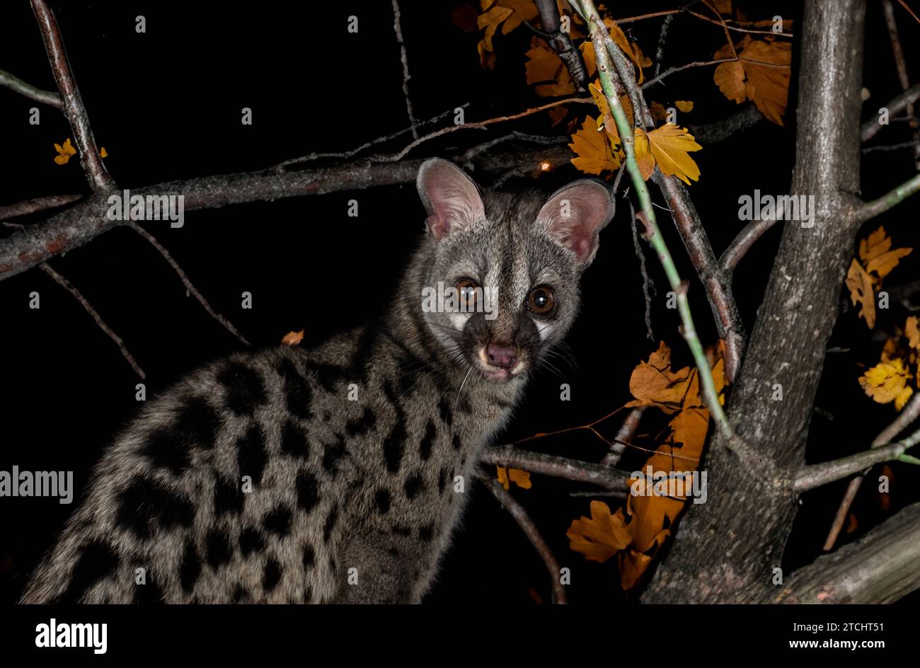 Common genet in front of black background Stock Photo - Alamy