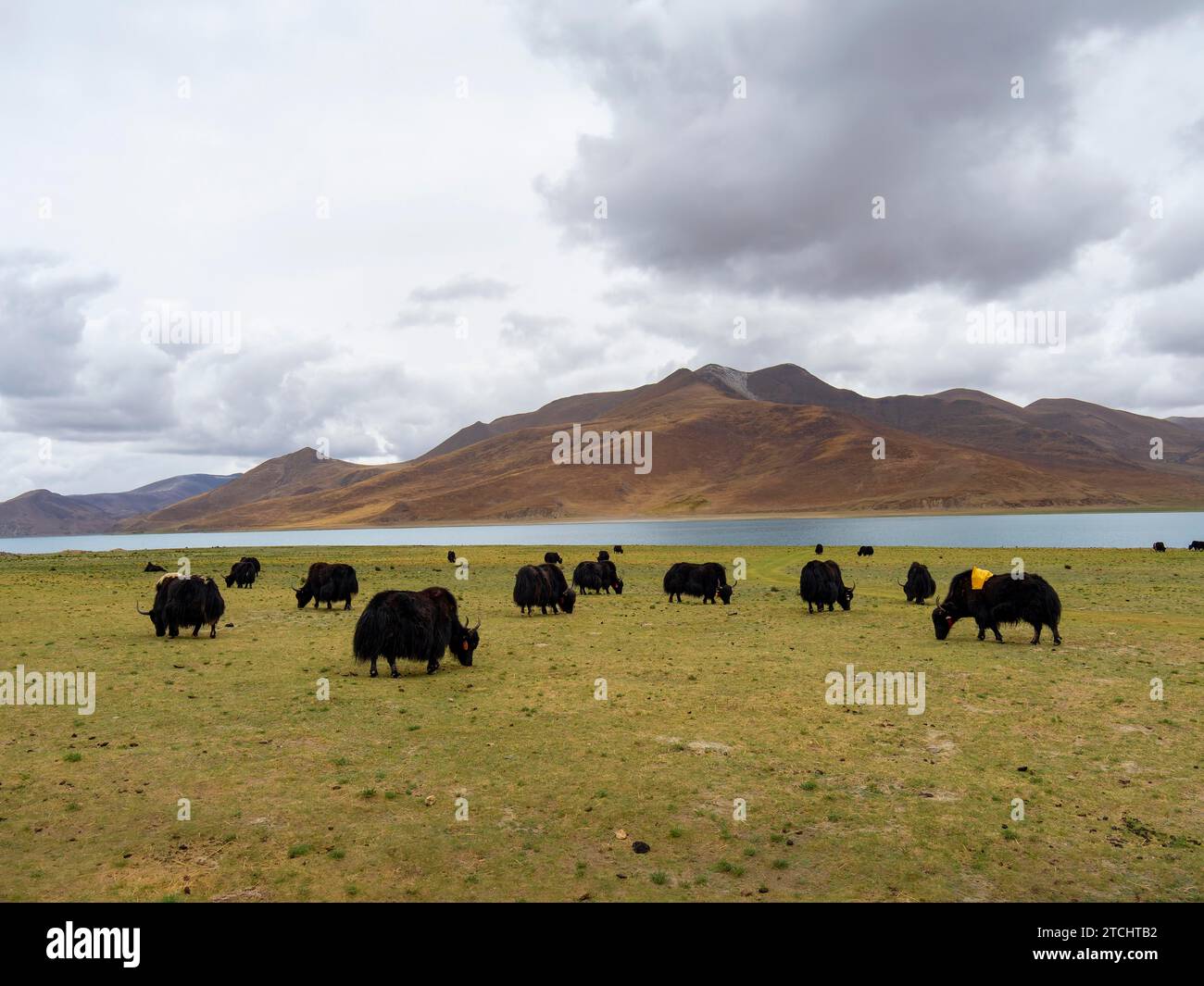 Tibet yak animal hi-res stock photography and images - Alamy
