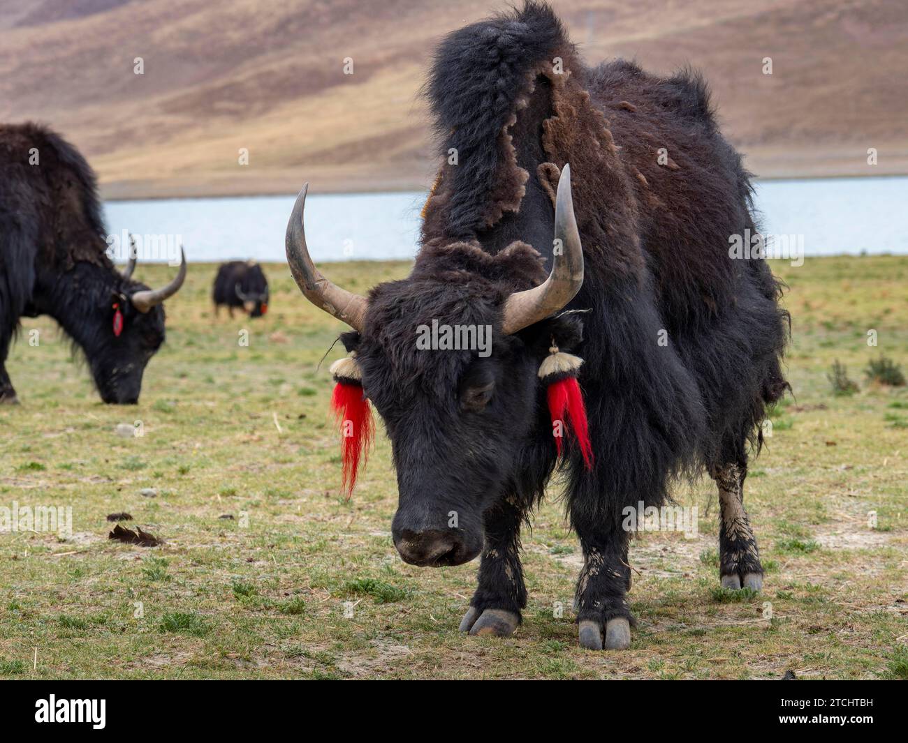 Yak cattle with horns and red bobbles in the highlands of Tibet, China ...