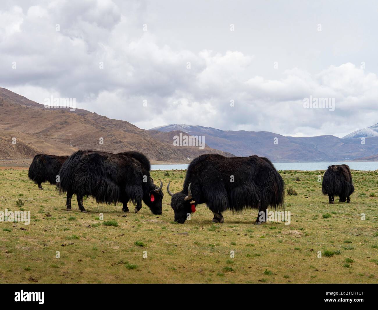 Tibet yak animal hi-res stock photography and images - Alamy