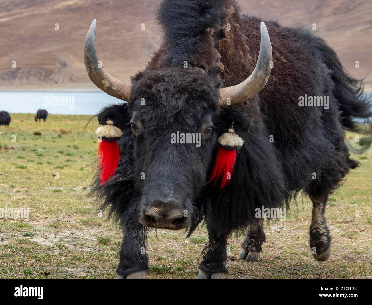 Yak cattle with horns and red bobbles, aggressive bull, highlands of ...